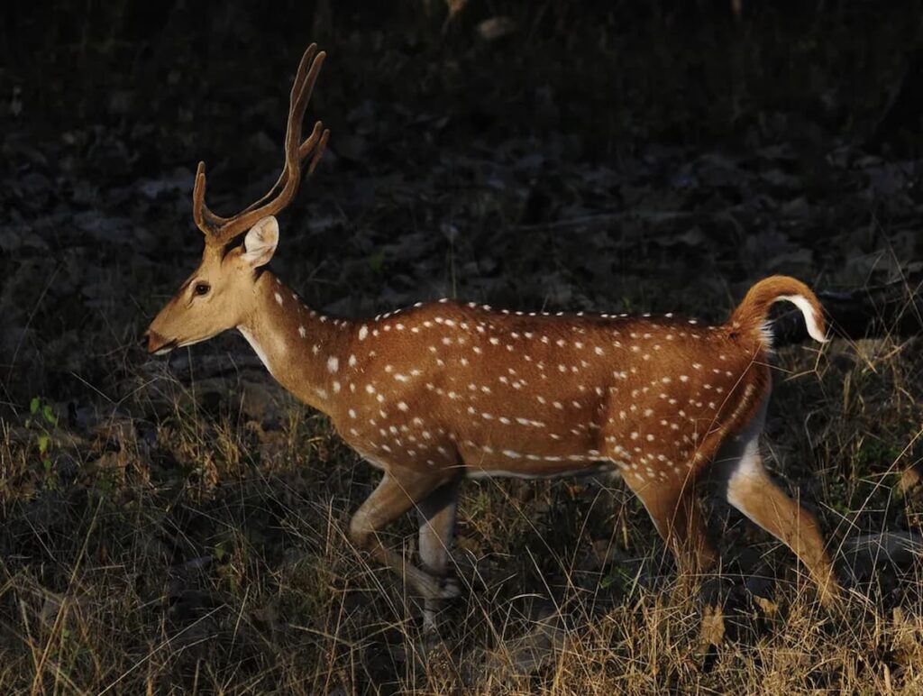 'Bambi da vida real' causa estragos ambientais e põe em risco espécies ...