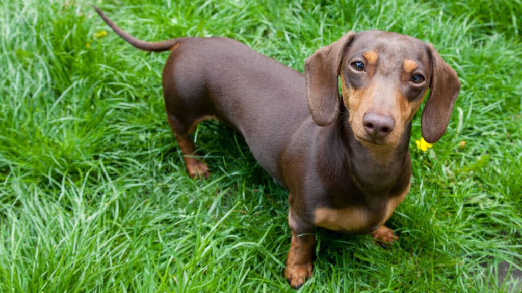 Qual é a raça do cachorro "salsicha"? Saiba mais - InfoDiretas ...