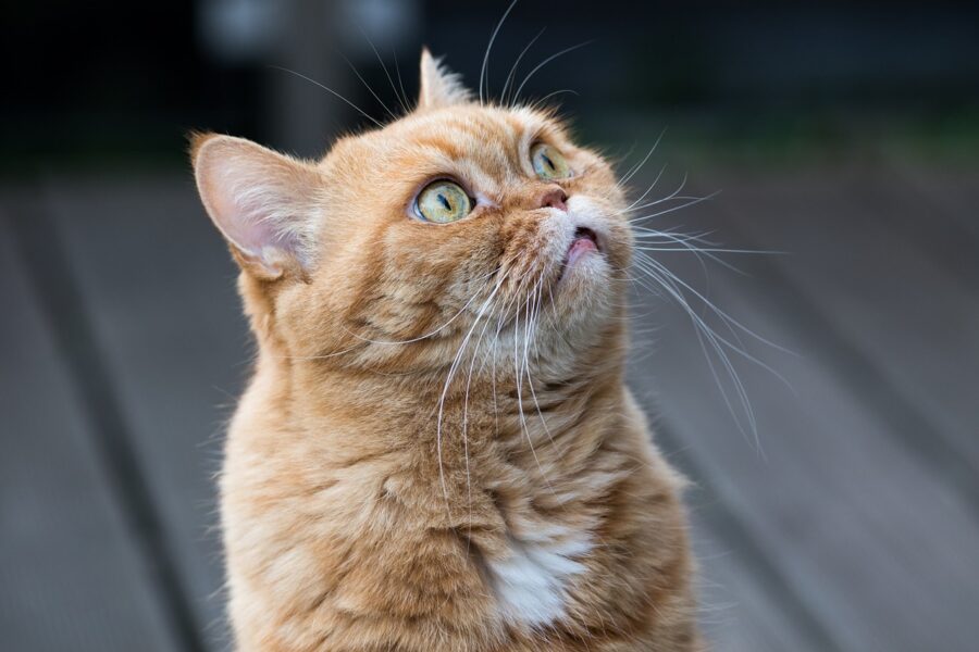 Essa é a forma como um gato escolhe seu humano favorito, de acordo com ...